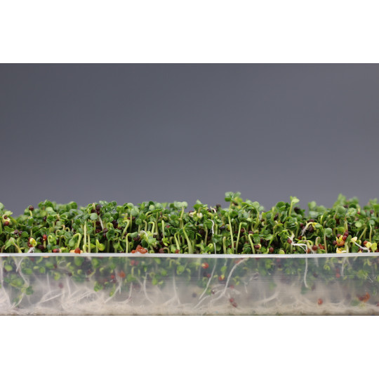 Germoir automatique Easygreen Light