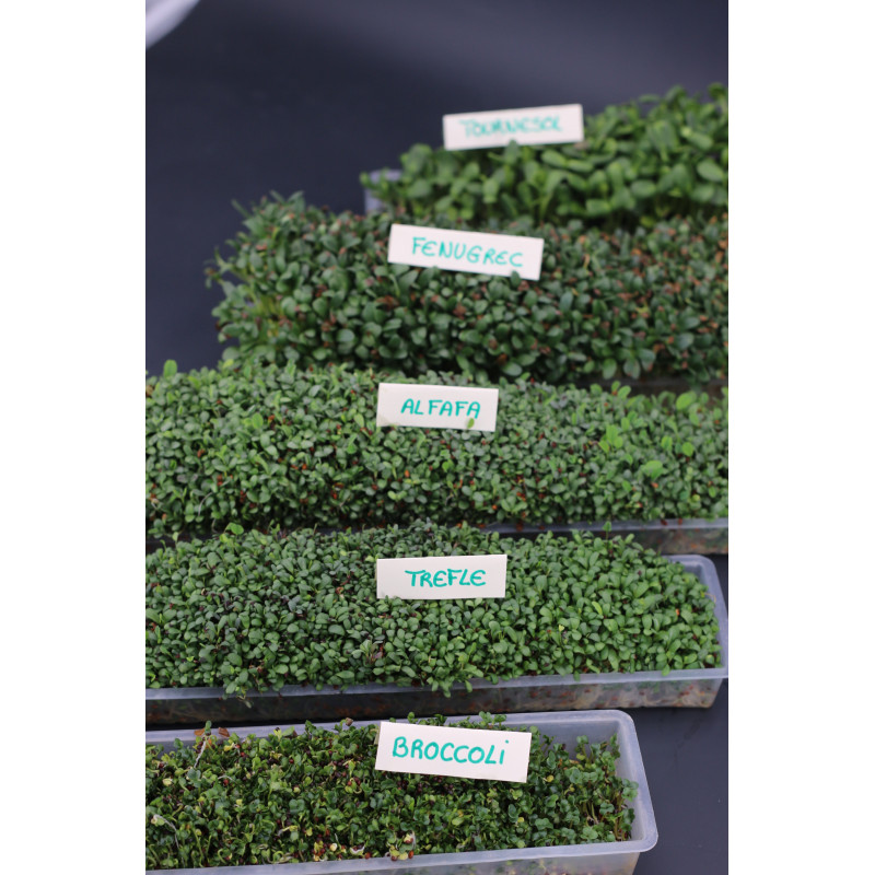 Easygreen Light automatic sprouter | Sprouting your seeds