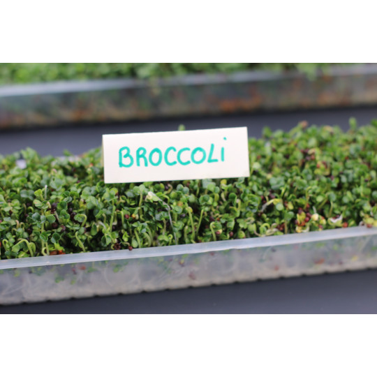 Easygreen Light automatic sprouter | Sprouting your seeds