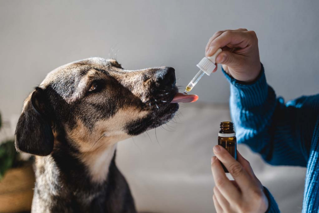 Qu'est ce que la naturopathie animale Qu'est ce que la naturopathie animale